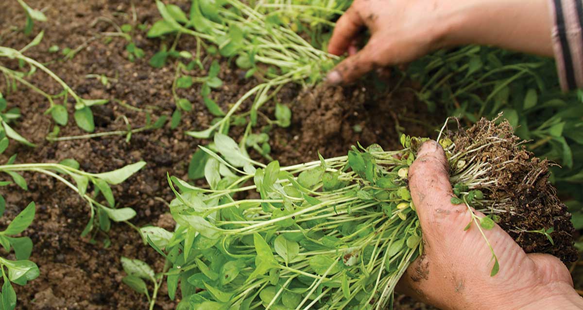 Growing Indigo in Indiana | Spin Off