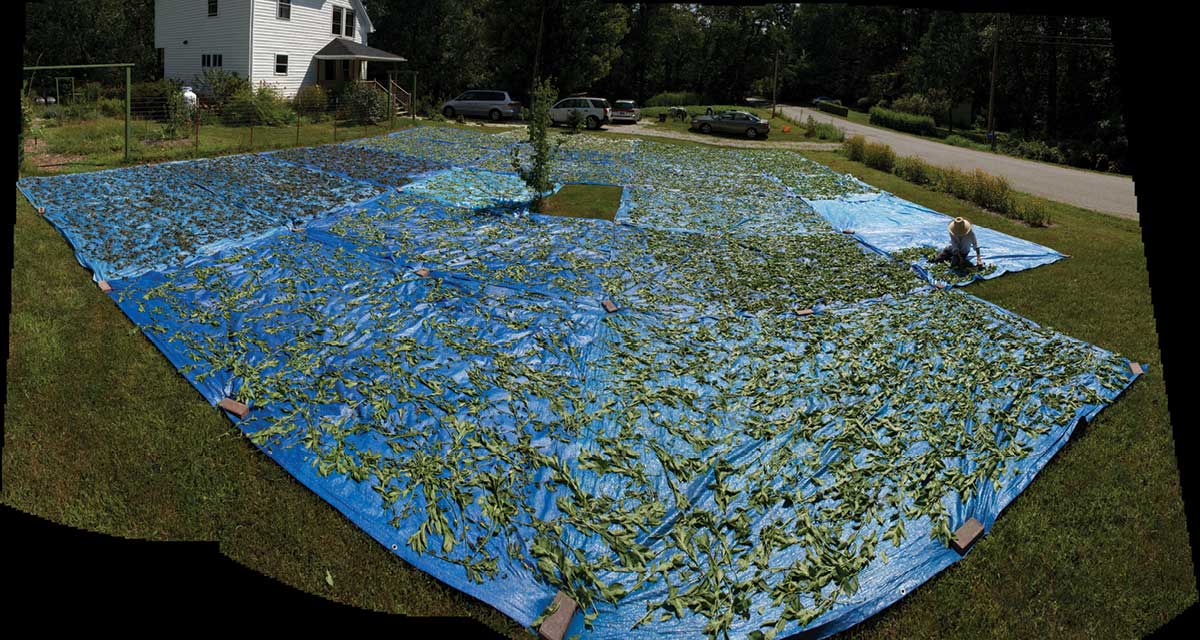 Growing Indigo in Indiana | Spin Off