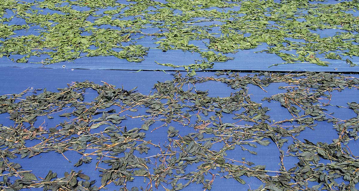 Growing Indigo in Indiana | Spin Off