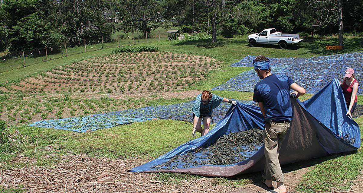Growing Indigo in Indiana | Spin Off