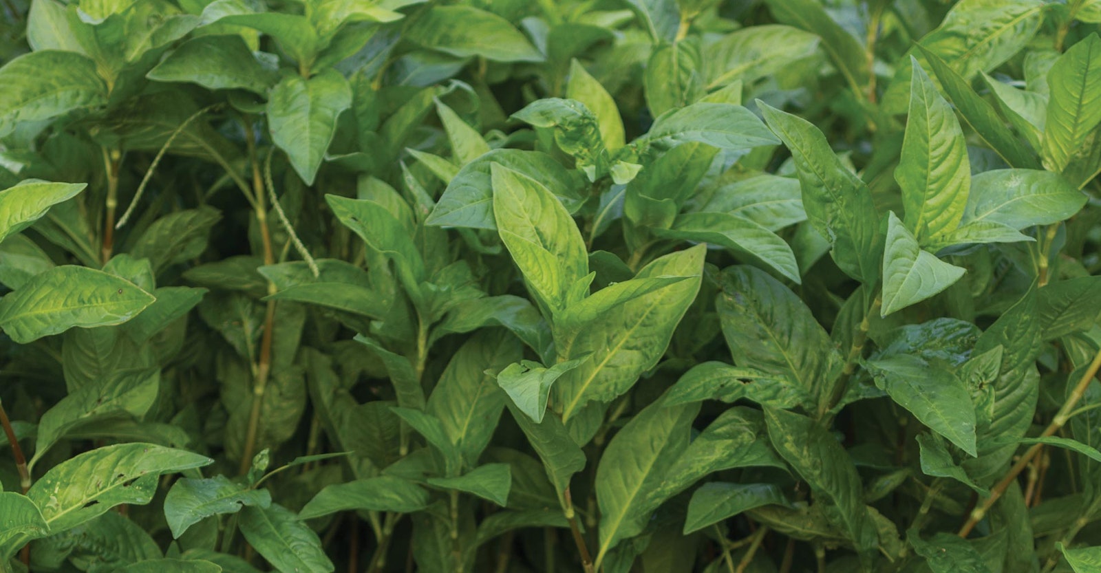 Growing Indigo in Indiana | Spin Off