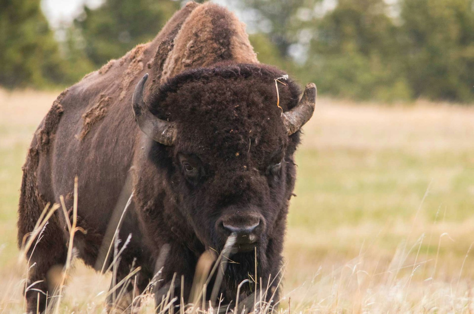 American Bison: Modern Fiber from a Native Species | Spin Off