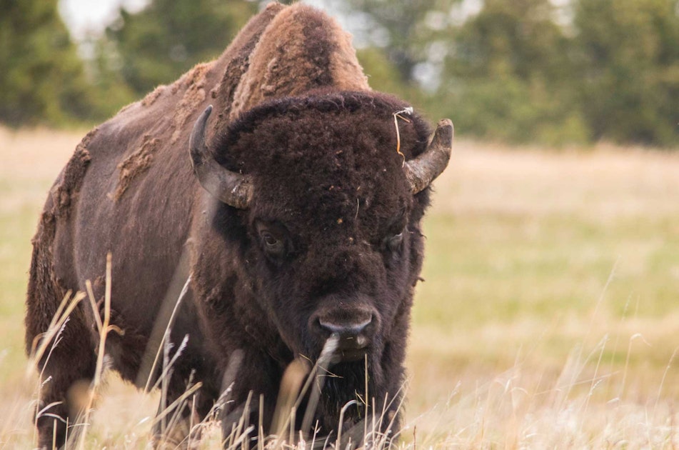 American Bison: Modern Fiber from a Native Species | Spin Off