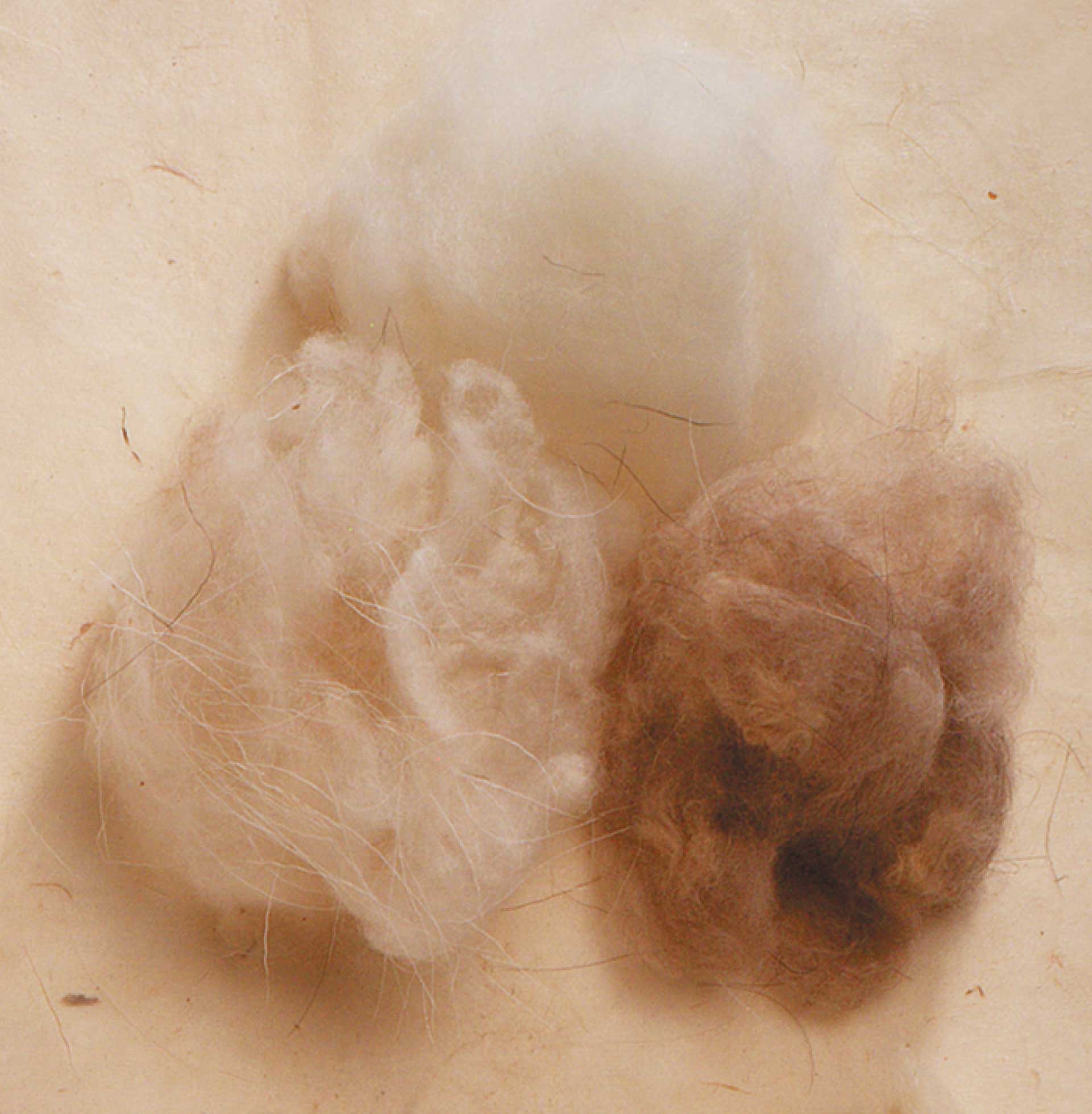 Choosing Fiber—Where to Start? | Spin Off