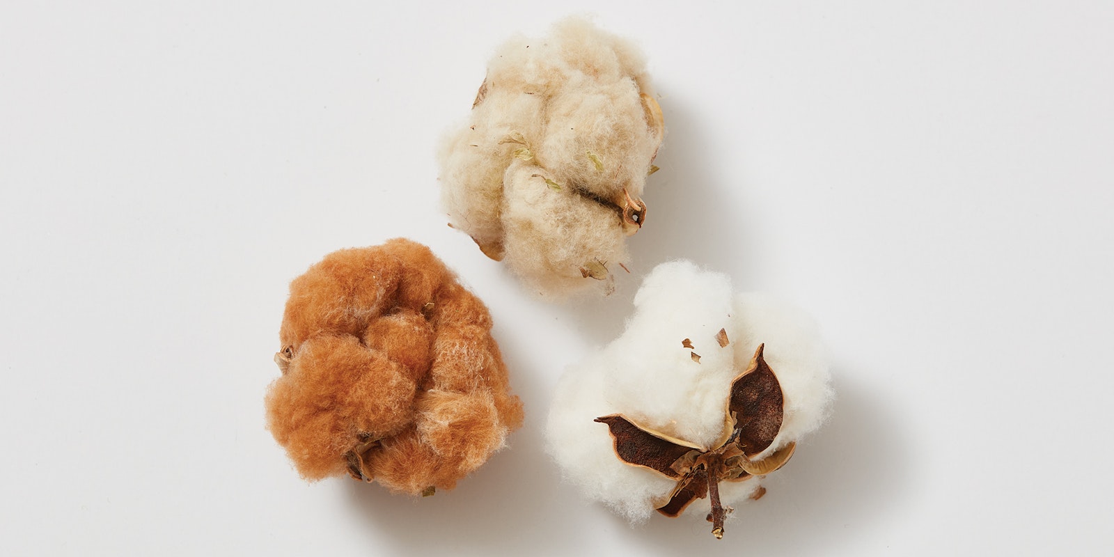 Color Transformation in Naturally Colored Cotton | Spin Off