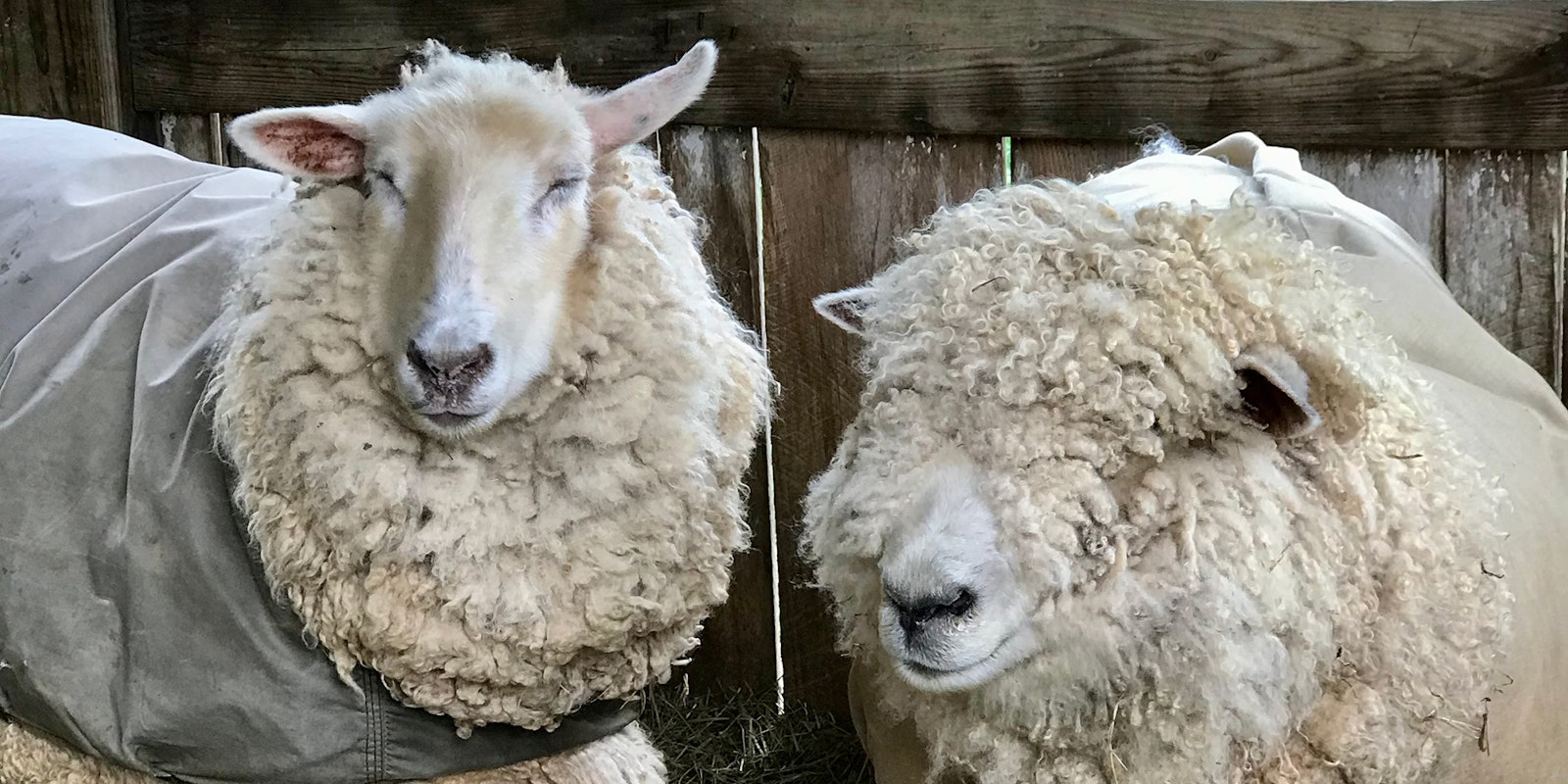 A Shepherd’s Perspective: Romney and Romney Cross | Spin Off