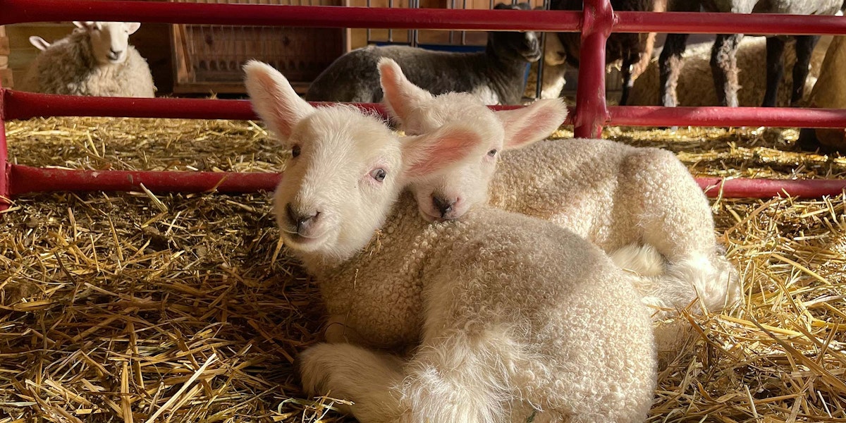 How to Name a Sheep: Meet Willa and Gus | Spin Off
