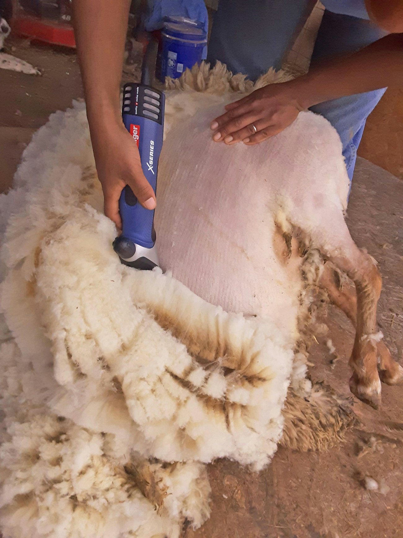 Suffolk, Tunis, Dorset: A Spinner’s Ode to “Meat Sheep” | Spin Off