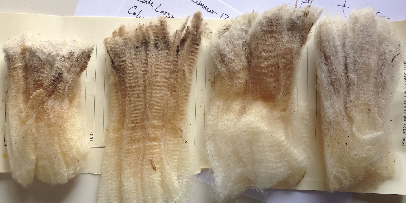 Getting to Know Ewe: Columbia Sheep and Their Wool | Spin Off