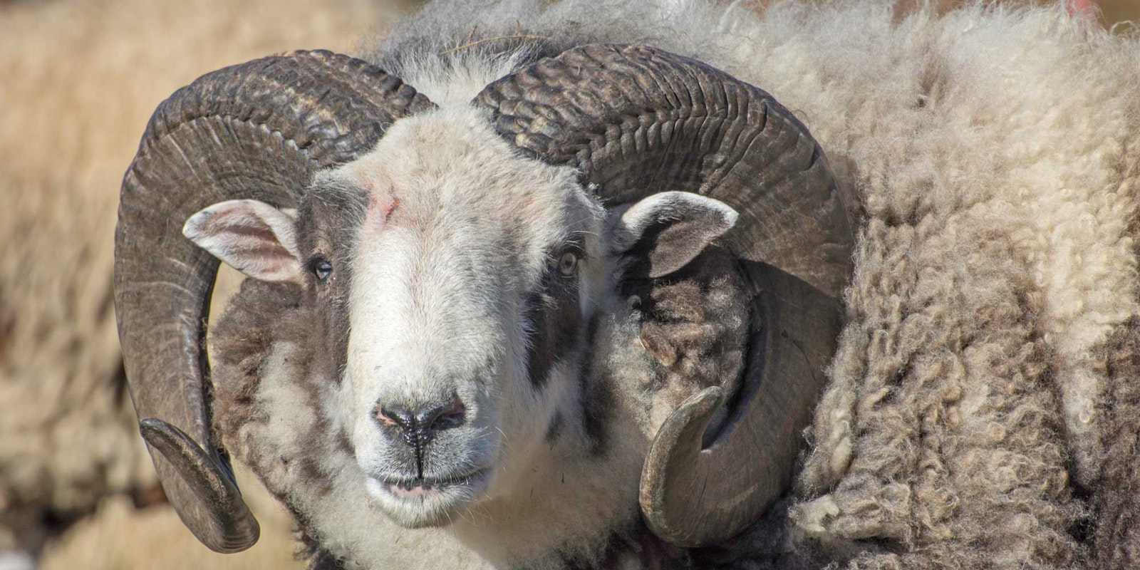 Jacob Sheep Ram