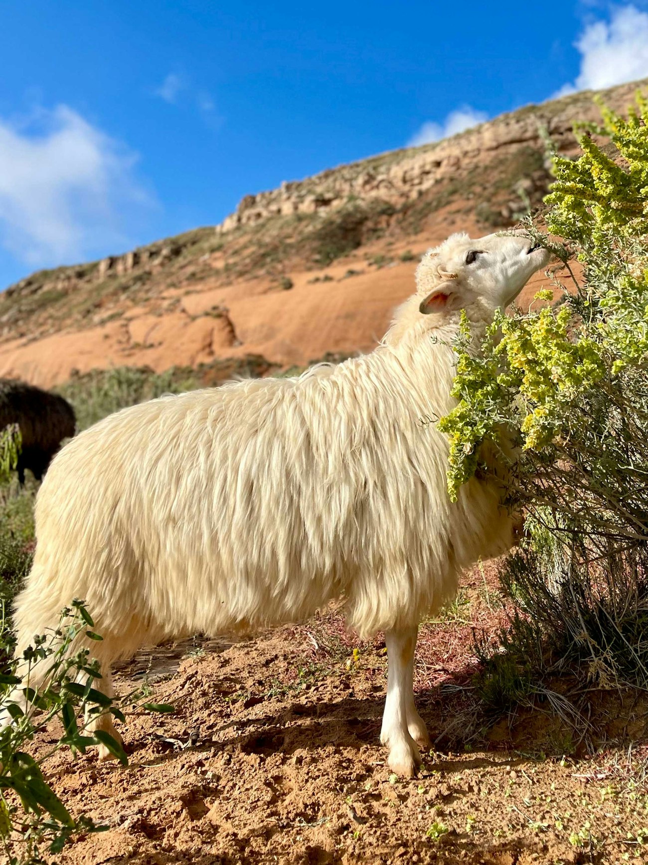 Navajo Churro: Nikyle Begay on T’aa Dibé (The First Sheep) | Spin Off