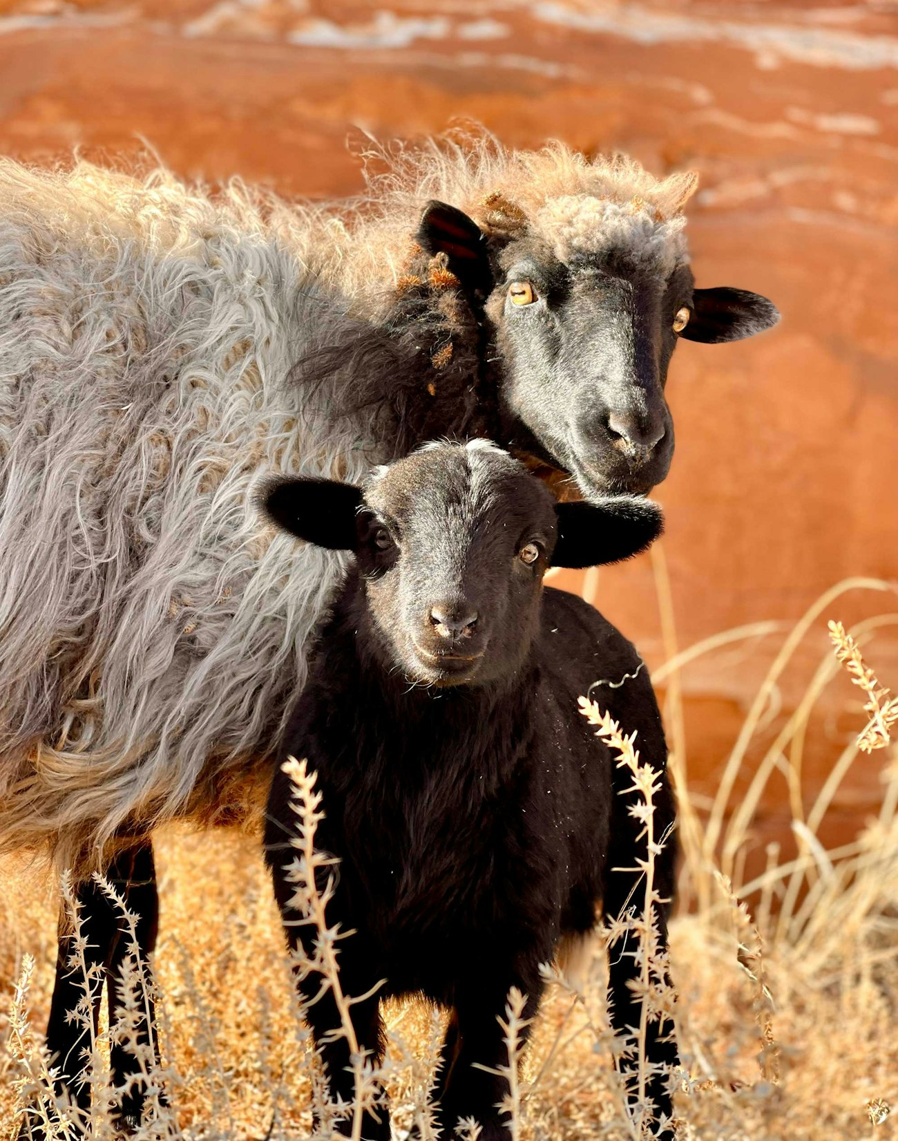 Navajo Churro: Nikyle Begay on T’aa Dibé (The First Sheep) | Spin Off