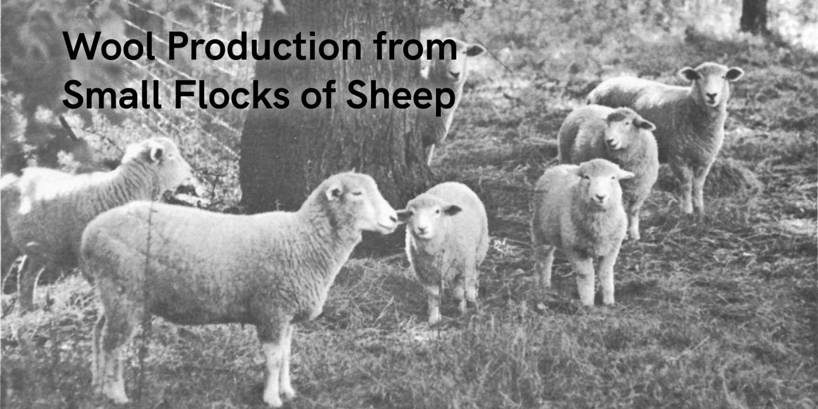 Sheep Small Scale Farming