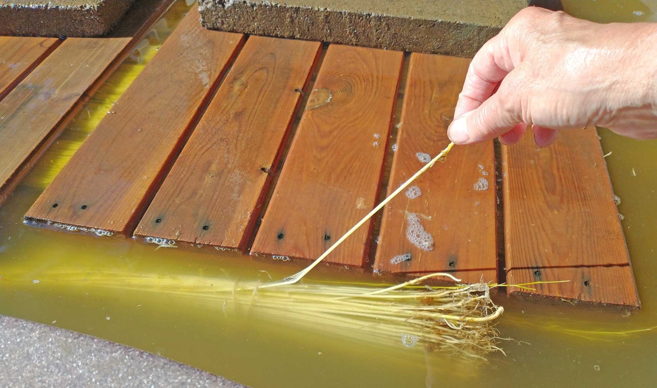 Try Flax Retting 2 Ways: Persuading Flax to Release its Fiber | Spin Off