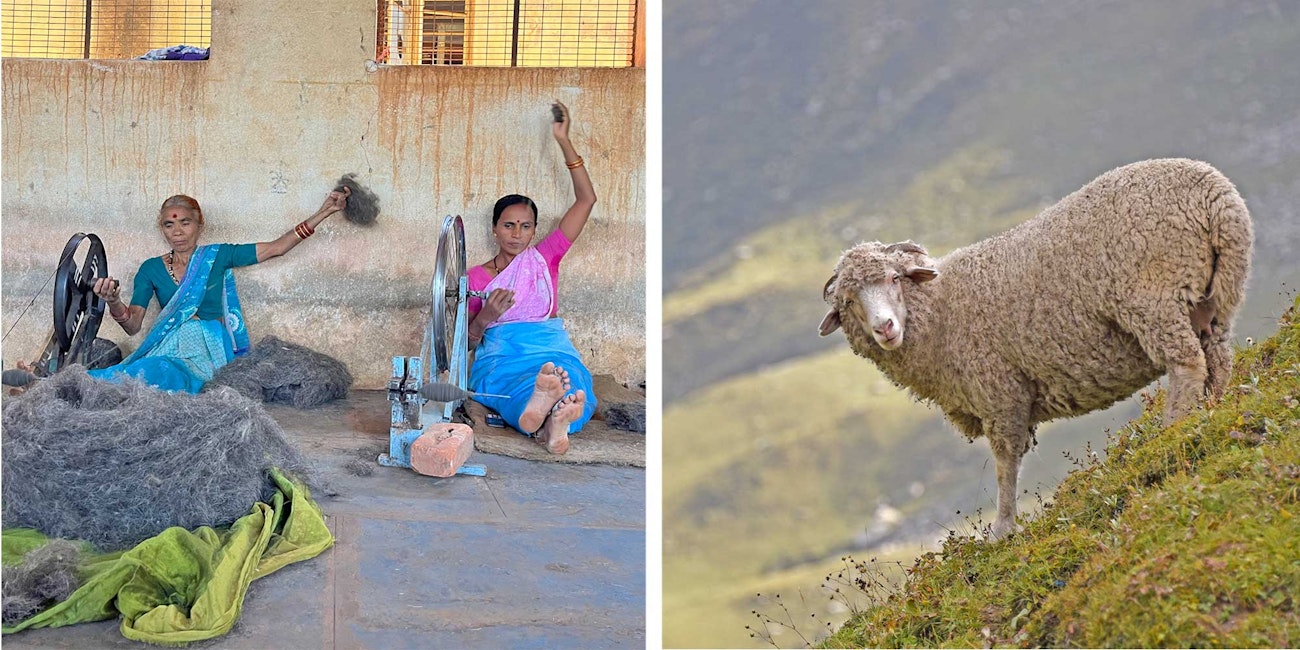 Four Facts About India’s Sheep | Spin Off