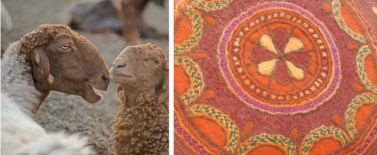 Four Facts About India’s Sheep | Spin Off