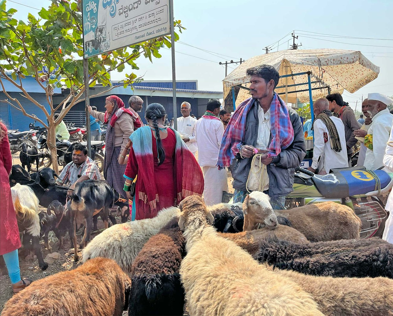 Four Facts About India’s Sheep | Spin Off