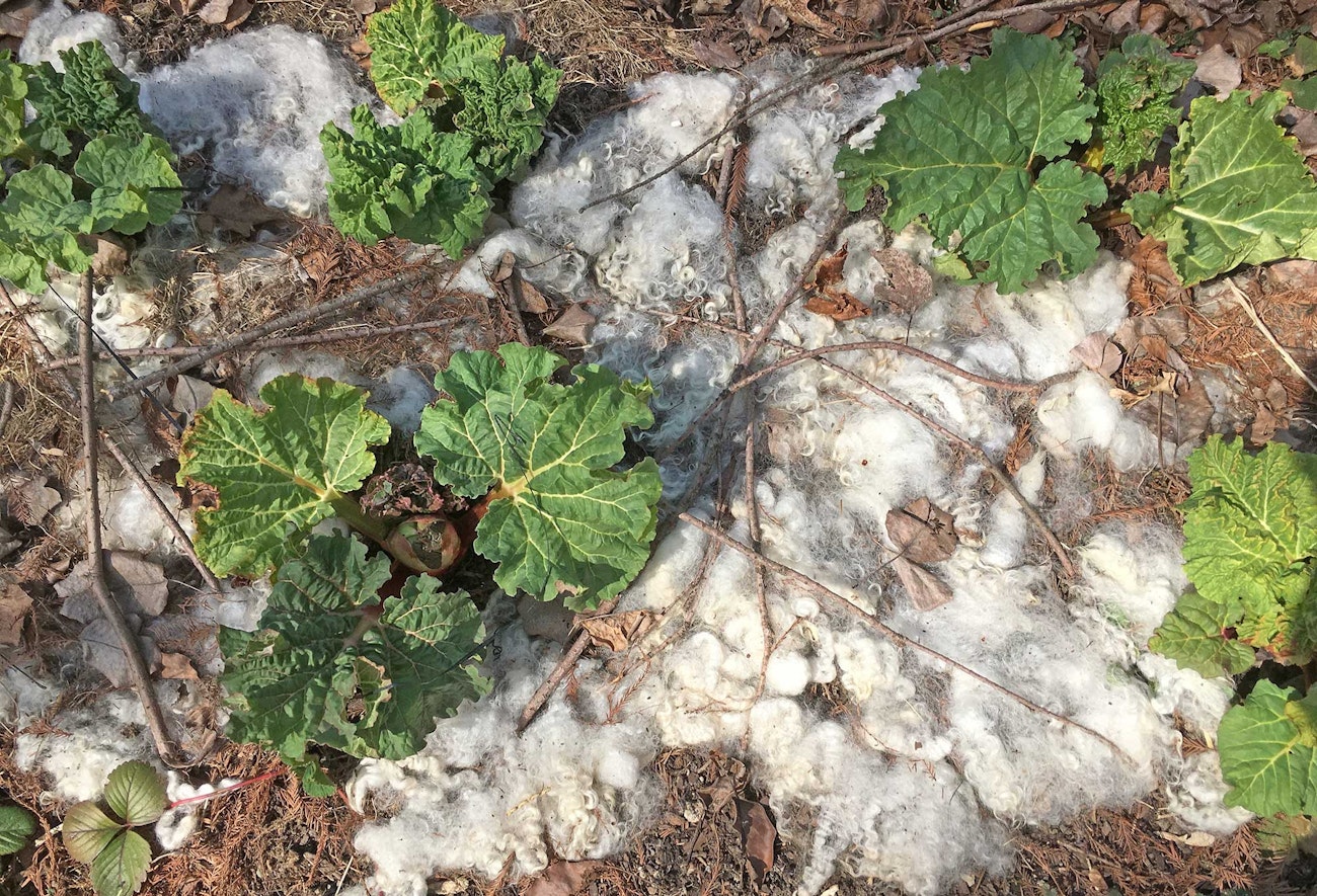 7 Ways to Use “Waste” Wool in Your Garden | Spin Off