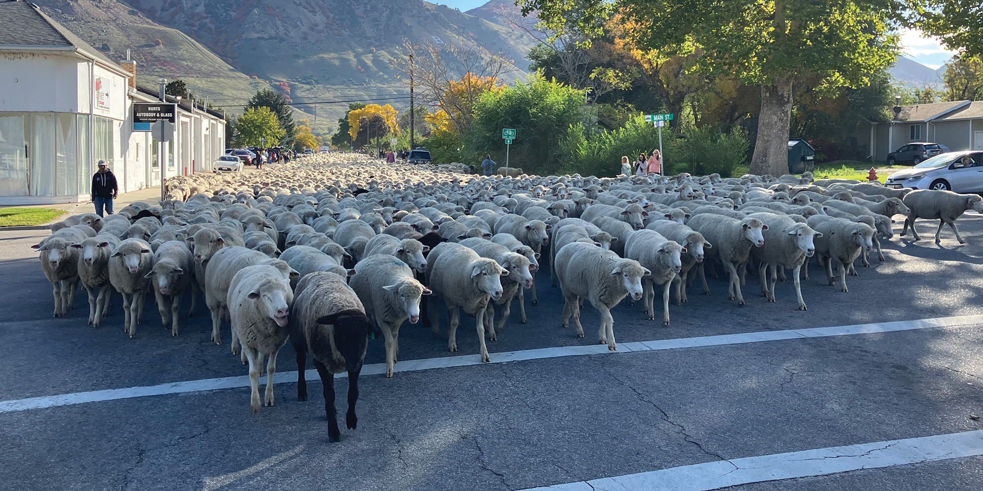 Driving a Century of Sheep Ranching Tradition in Utah | Spin Off