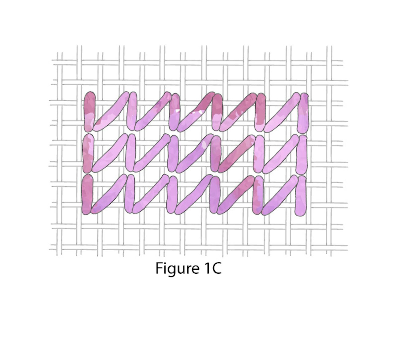 A Stitch in Time: The Bosnia and Barrier Stitches | PieceWork