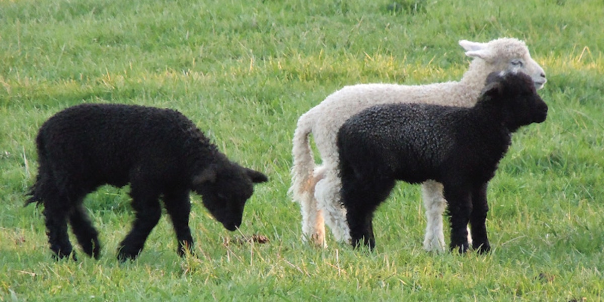 How a Handful of People Have Preserved Some Rare, Valuable Sheep and ...