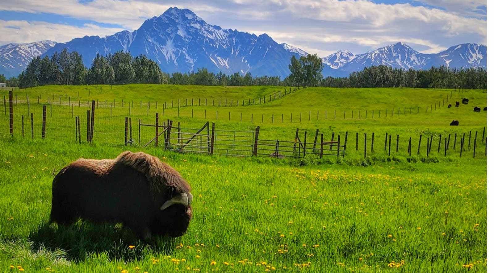 The Musk Ox Farm: Magnificent Mammals, Fantastic Fiber | Handwoven