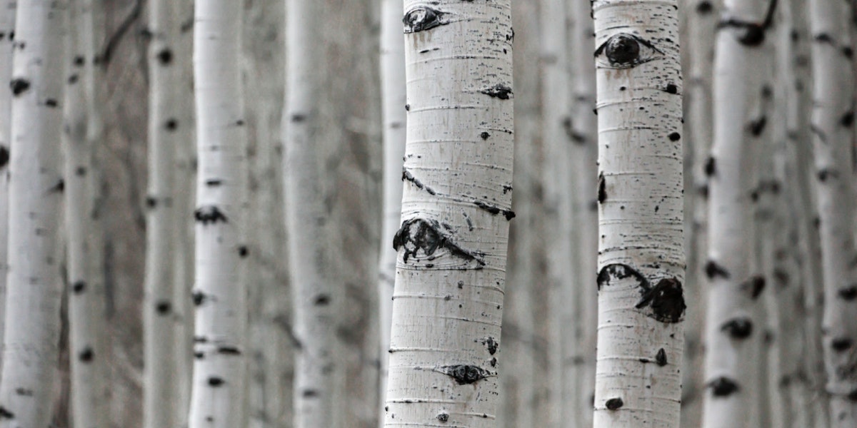 Cloth Inspired by Trees: Two Ways | Handwoven