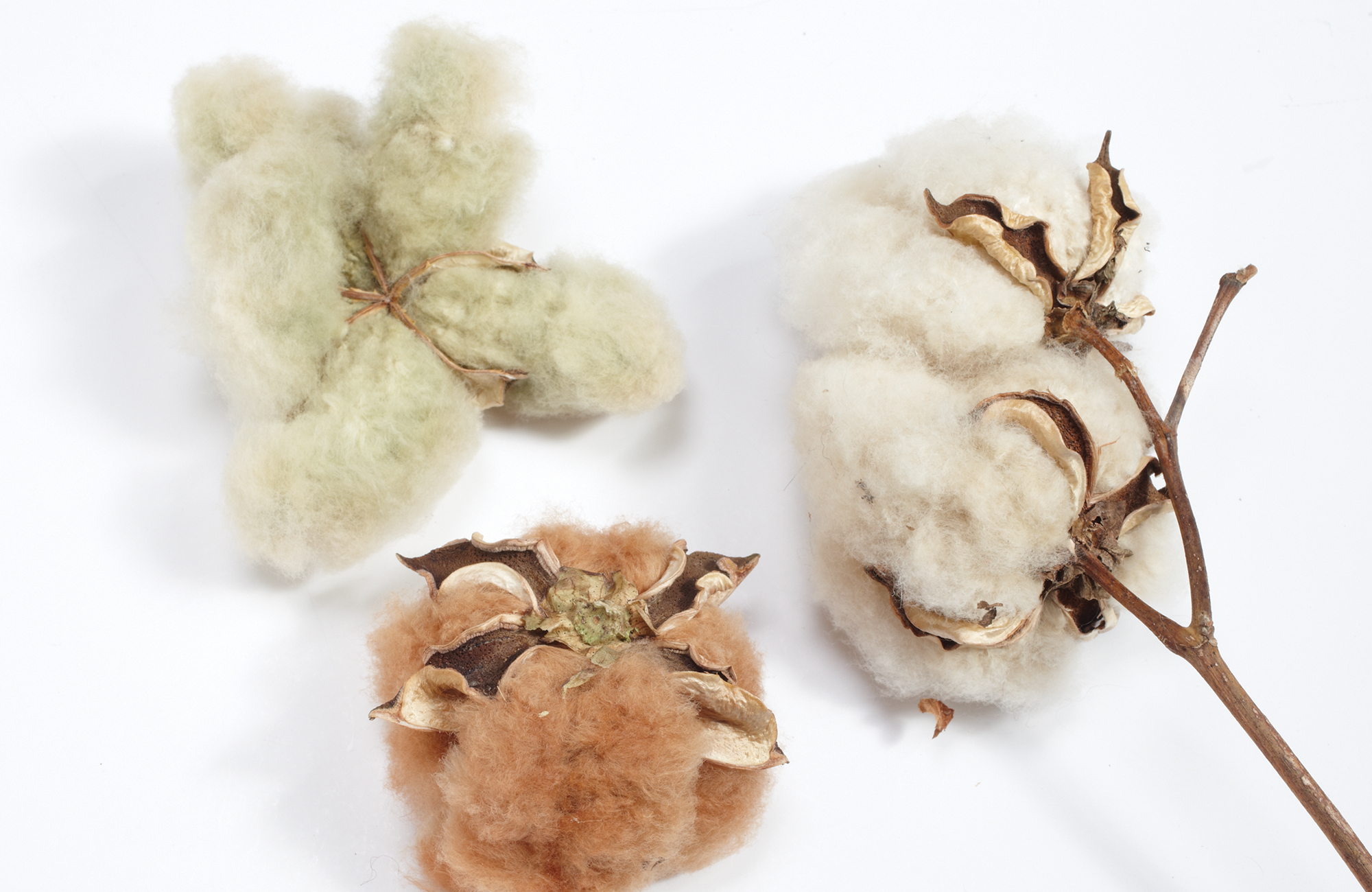 Natural cotton store