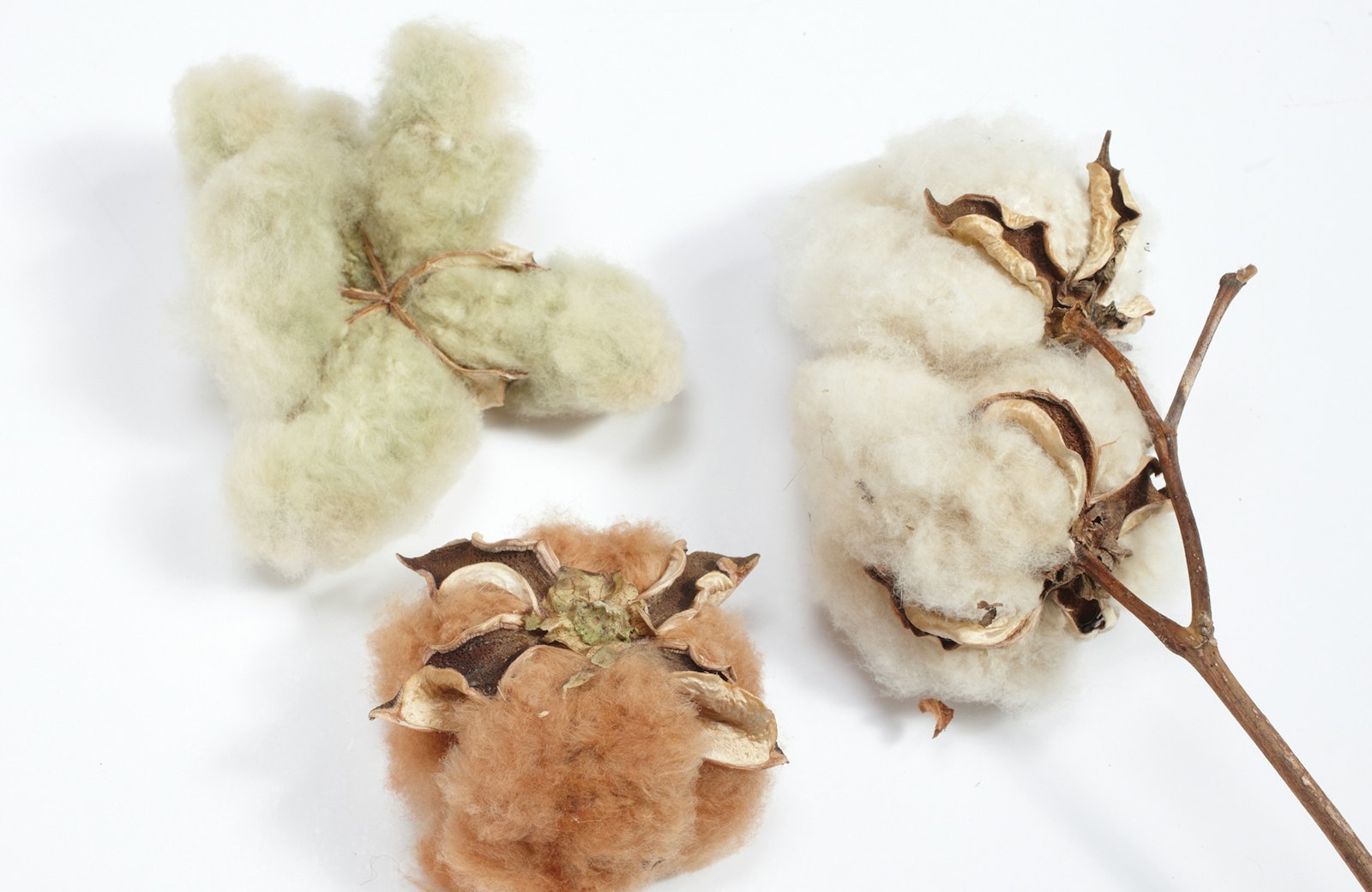 Colored Cottons—Without Dye! | Handwoven