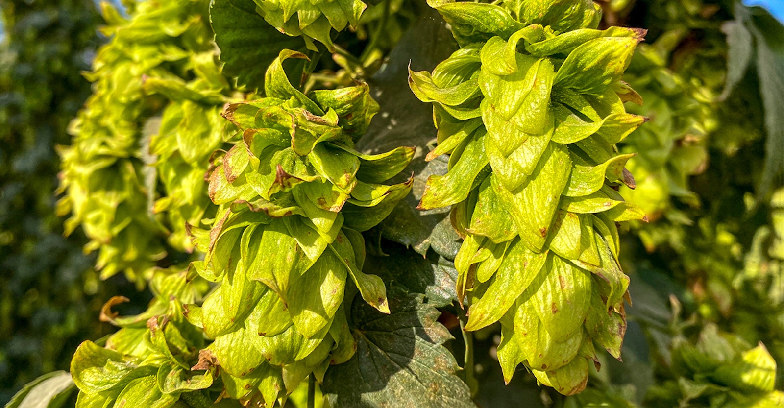 The Rise of Neomexicanus | Craft Beer & Brewing