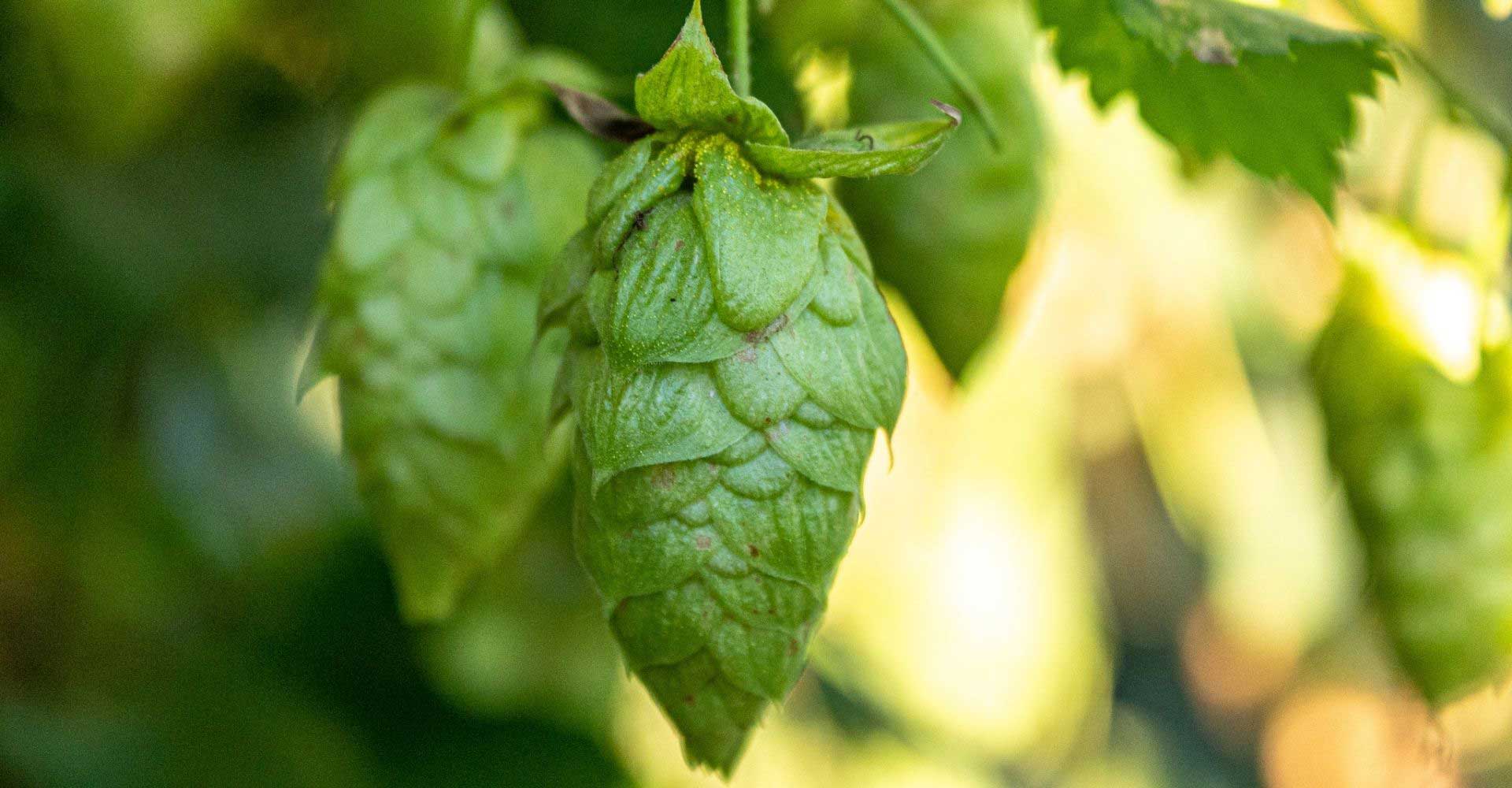 El Dorado®: The Story of How This Tropical Hop Made it in Your Beers ...