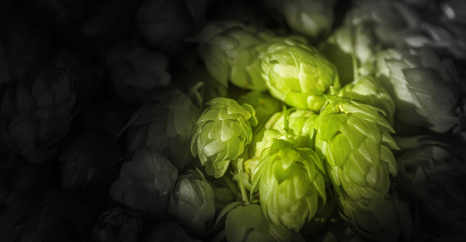 Hops Wallpaper