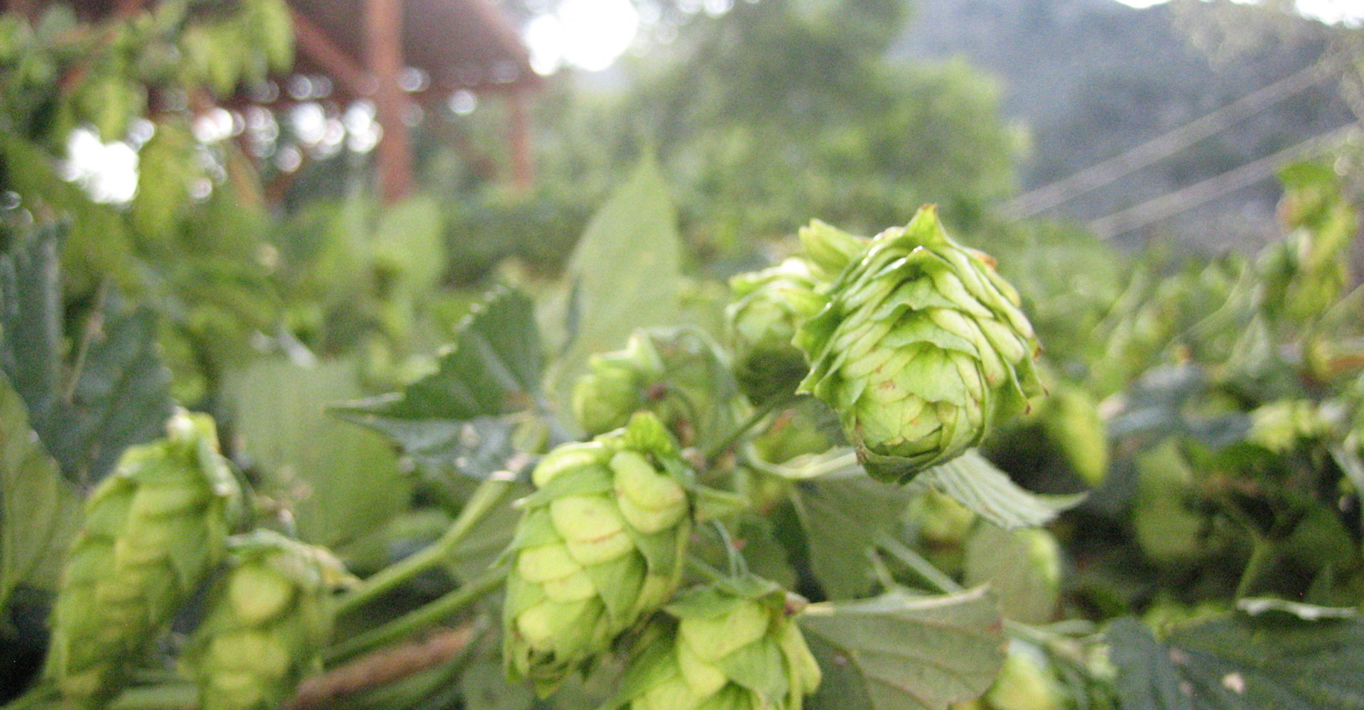Hops Harvest 2015: Meet the Hops Harvesters | Craft Beer & Brewing