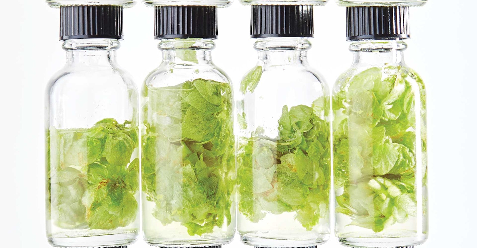 Hops Oils & Aroma: Uncharted Waters | Craft Beer & Brewing