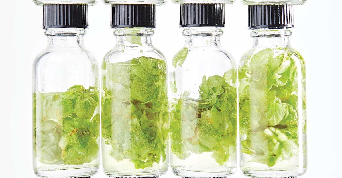 Hops Oils & Aroma: Uncharted Waters | Craft Beer & Brewing