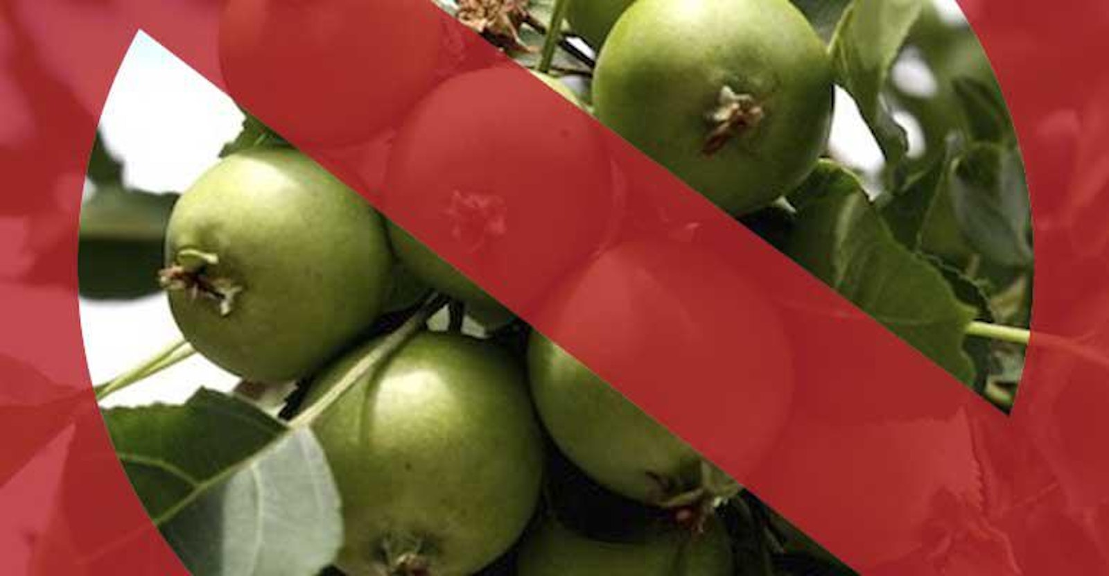 Off-Flavor of the Week: Acetaldehyde | Craft Beer & Brewing