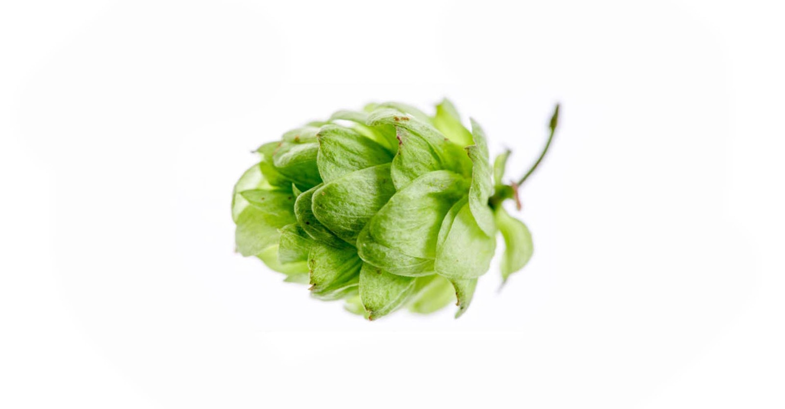 Ask the Expert: The Aromas of Tropical Hops | Craft Beer & Brewing