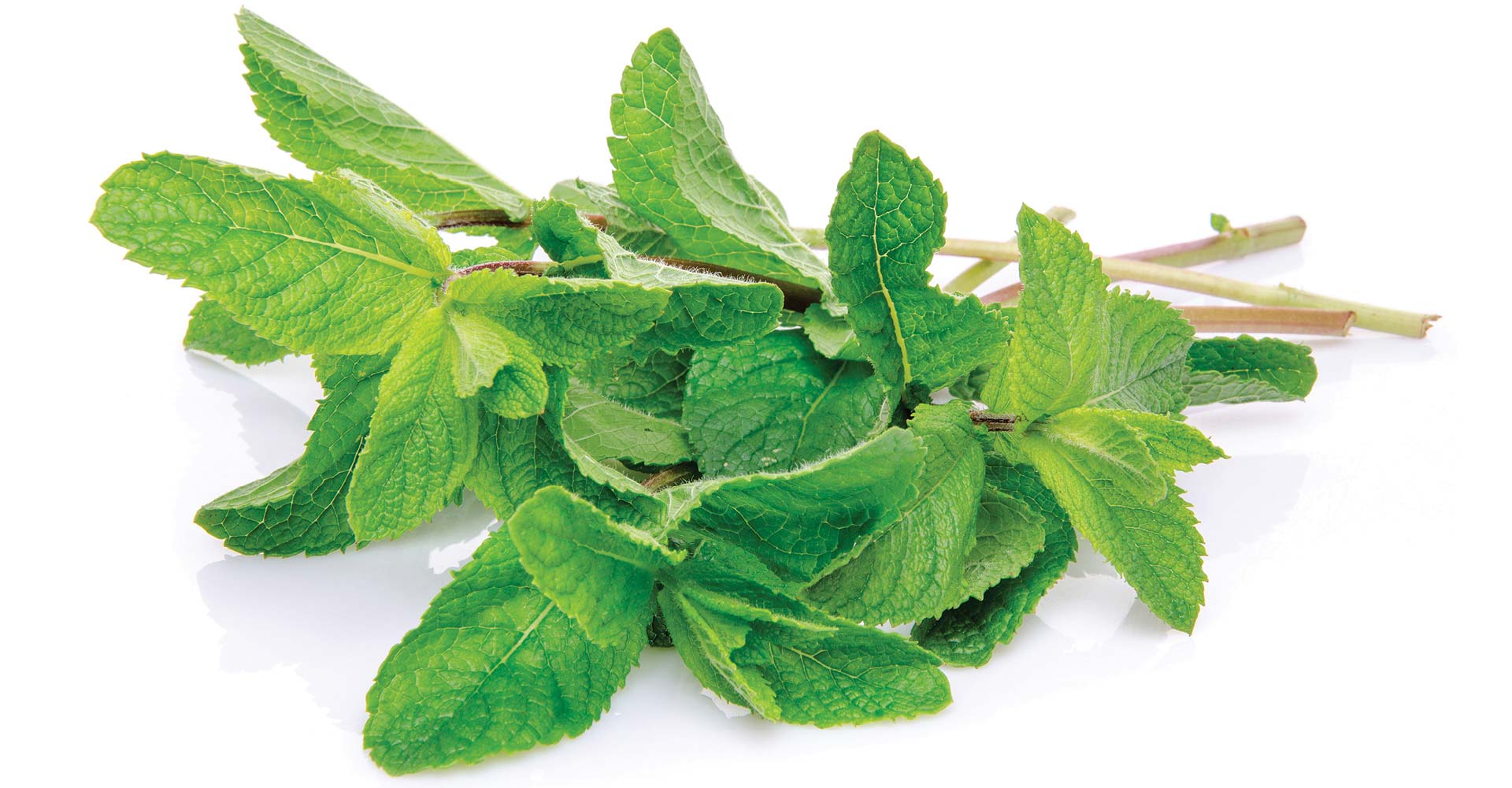 Special Ingredient: Mint | Craft Beer & Brewing