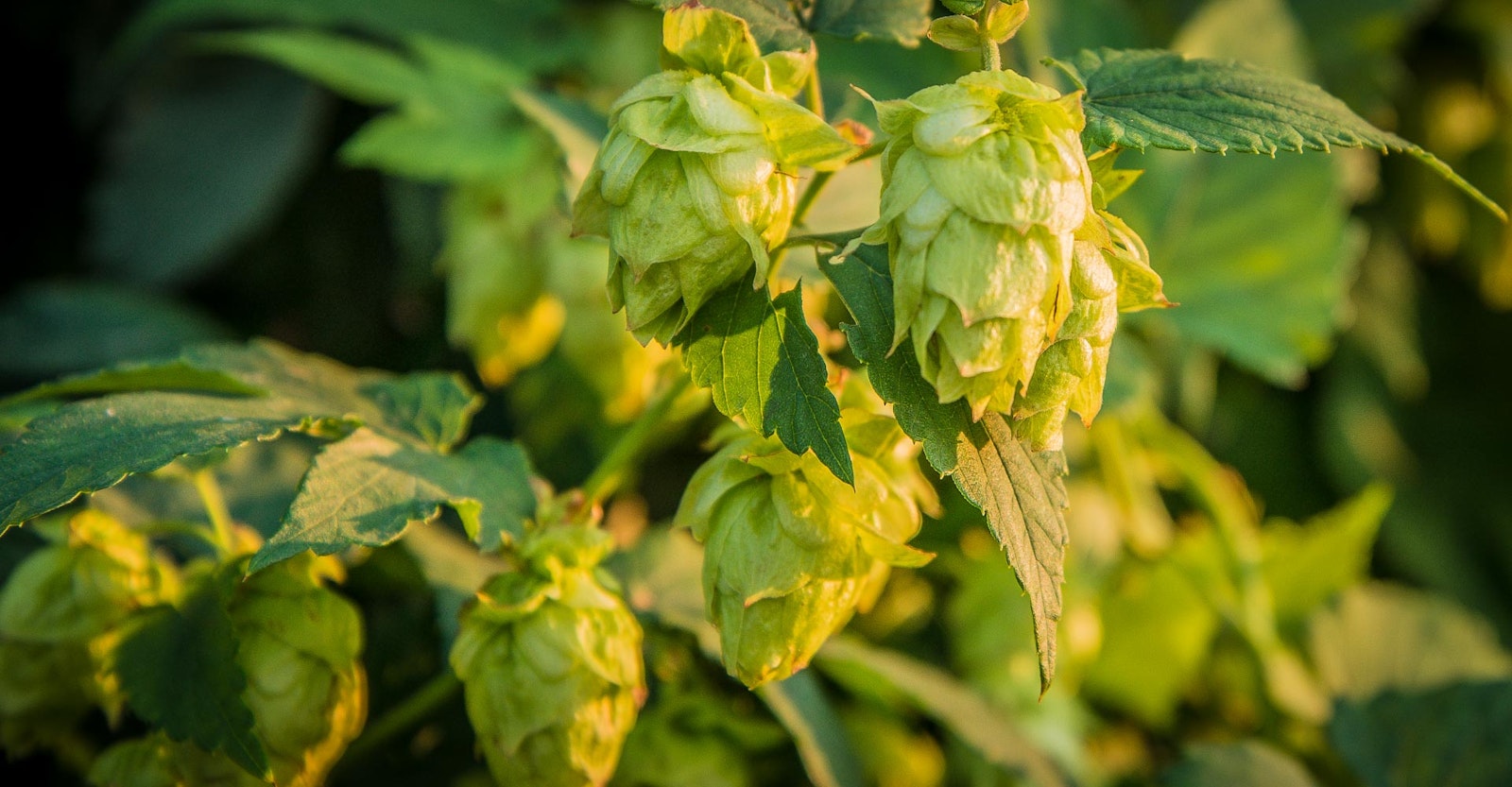Learning Lab: Hops Aroma and Flavor | Craft Beer & Brewing