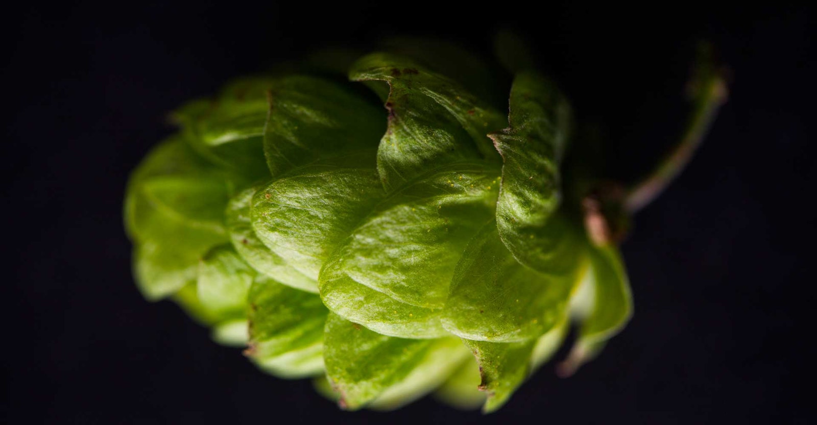 The Secret of Hops is Malt | Craft Beer & Brewing