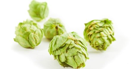 Dandelion Beer Recipe