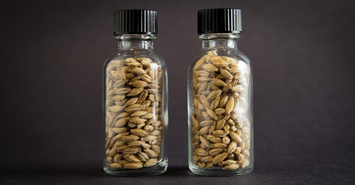 “2-Row Pale”?? | Craft Beer & Brewing