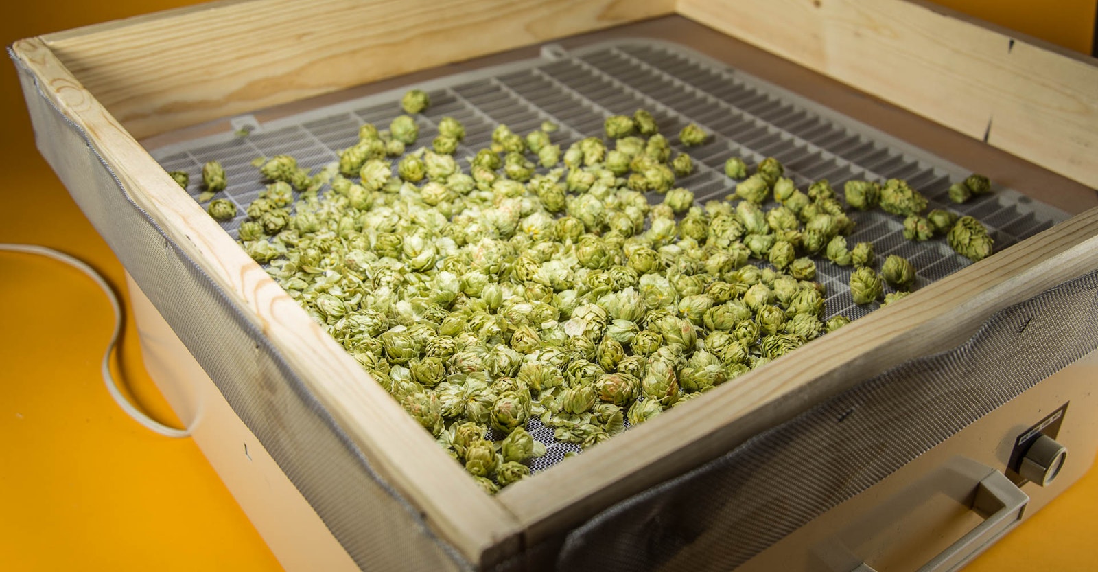 DIY: Hops Dryer | Craft Beer & Brewing