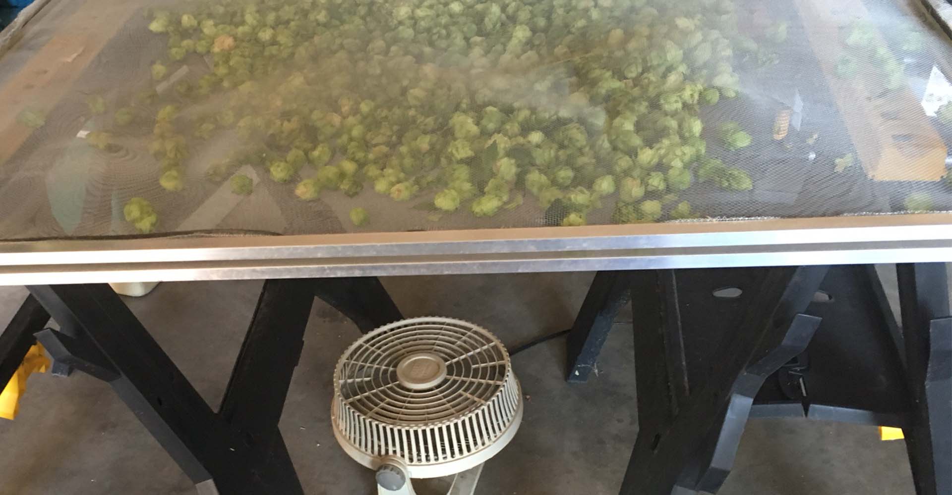 Hops: Homegrown For Homebrew | Craft Beer & Brewing