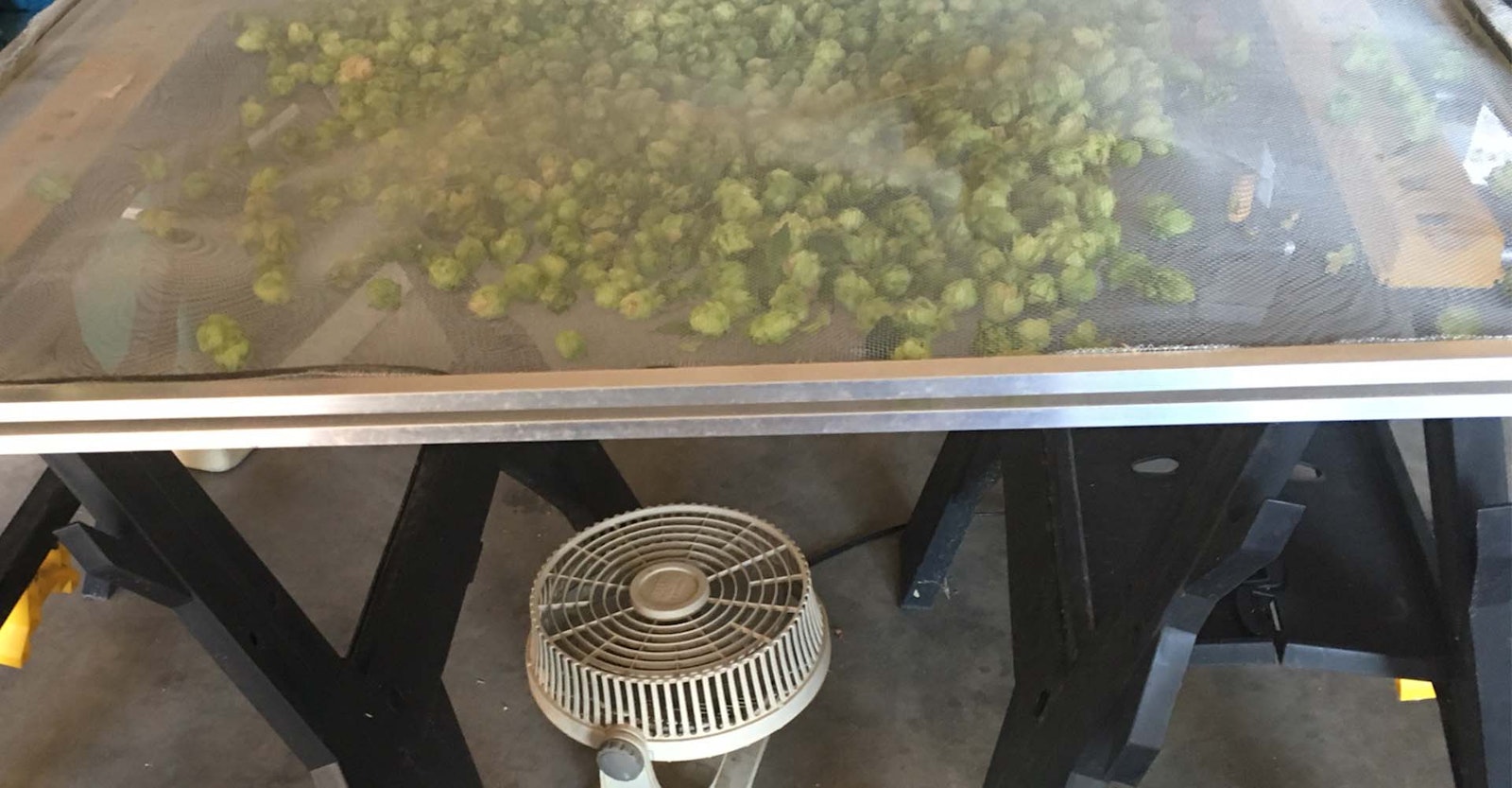 Hops: Homegrown For Homebrew | Craft Beer & Brewing