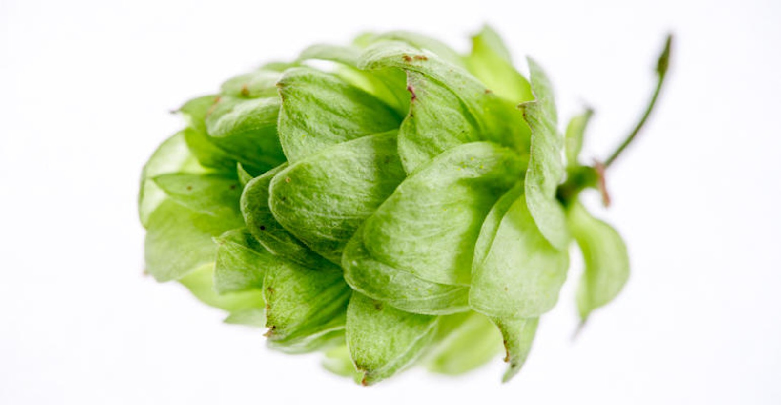 How to Store Hops | Craft Beer & Brewing