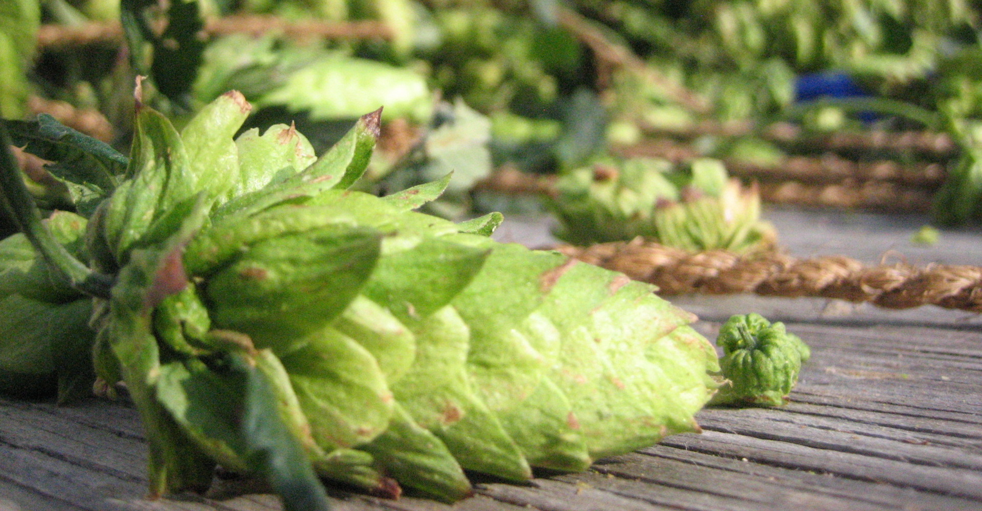 Hops Harvest 2015: Getting Fresh on Short Notice | Craft Beer & Brewing