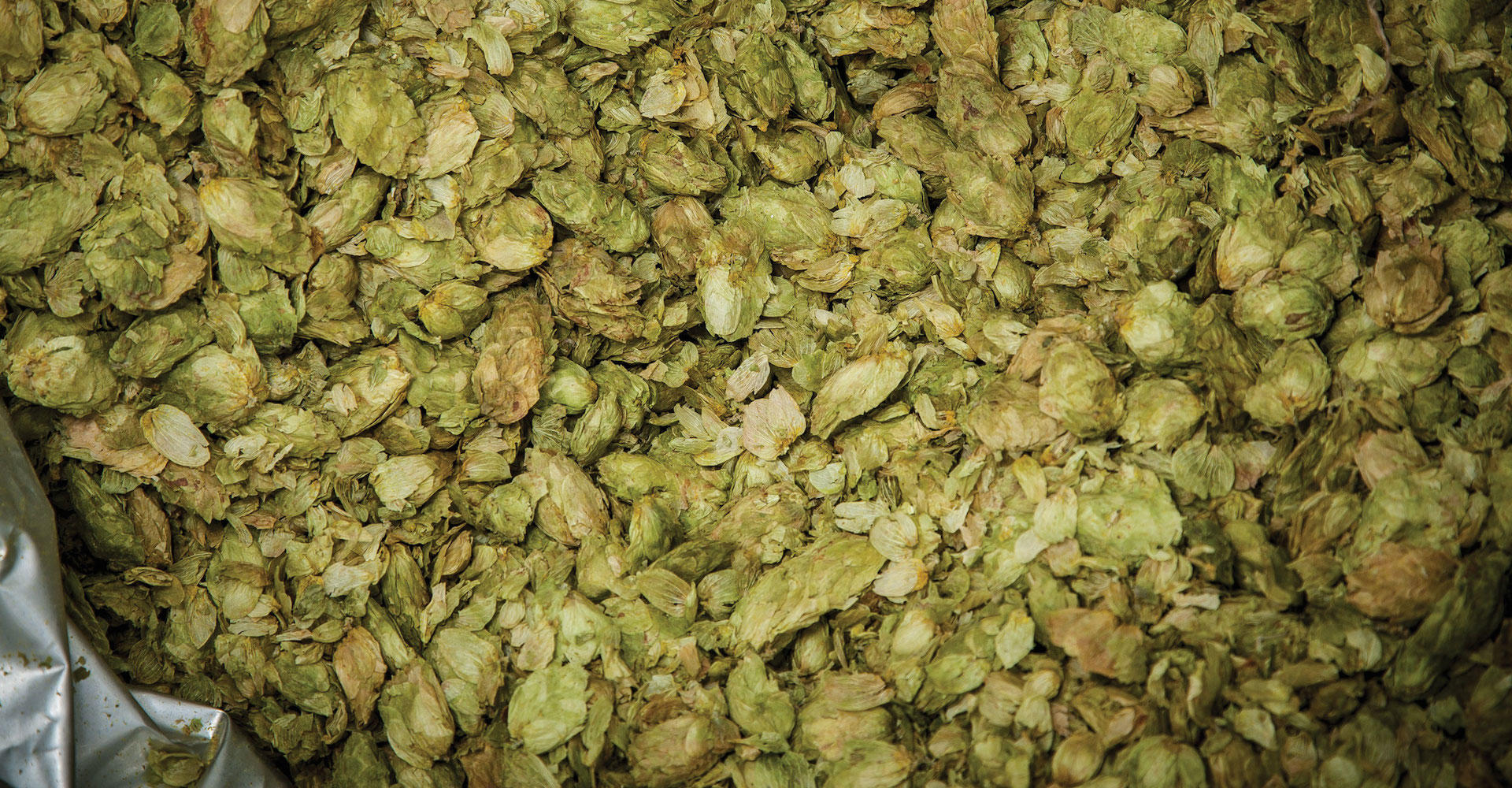 So Many New Hops | Craft Beer & Brewing