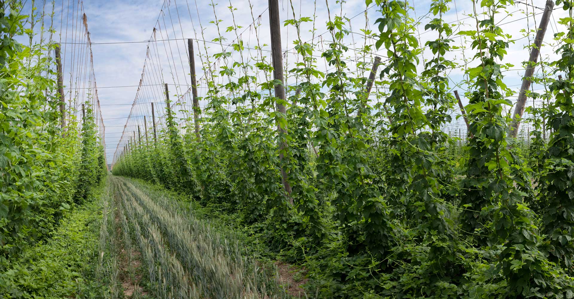 Commercially Available Hop Varieties with Reduced Carbon Footprint ...