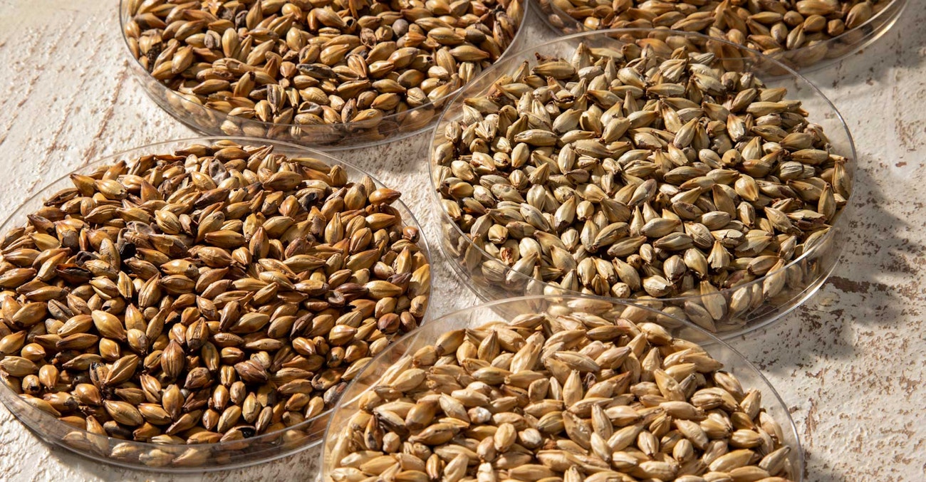 American Pale Ale: The Comeback of the Classic | Craft Beer & Brewing